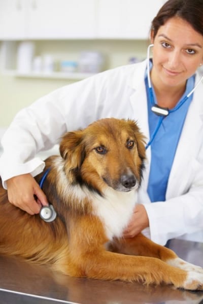 Choosing a Vet Based on Personality Type | ADW Diabetes