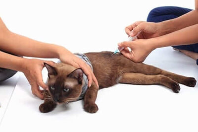 Pet Insulin Syringe Basics & A Great Deal On UltiCare!!