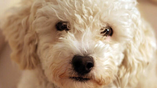 Somogyi Swings and Insulin in Dogs | Ask Dr. Joi